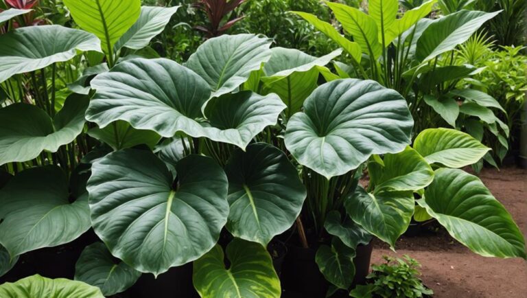 3 Tips for Growing Alocasia Regal Shield Outdoors - DexDecor